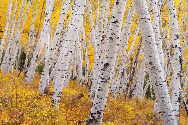 Fall in Colorado | Fine Art Landscape Photography and Photo Workshops ...